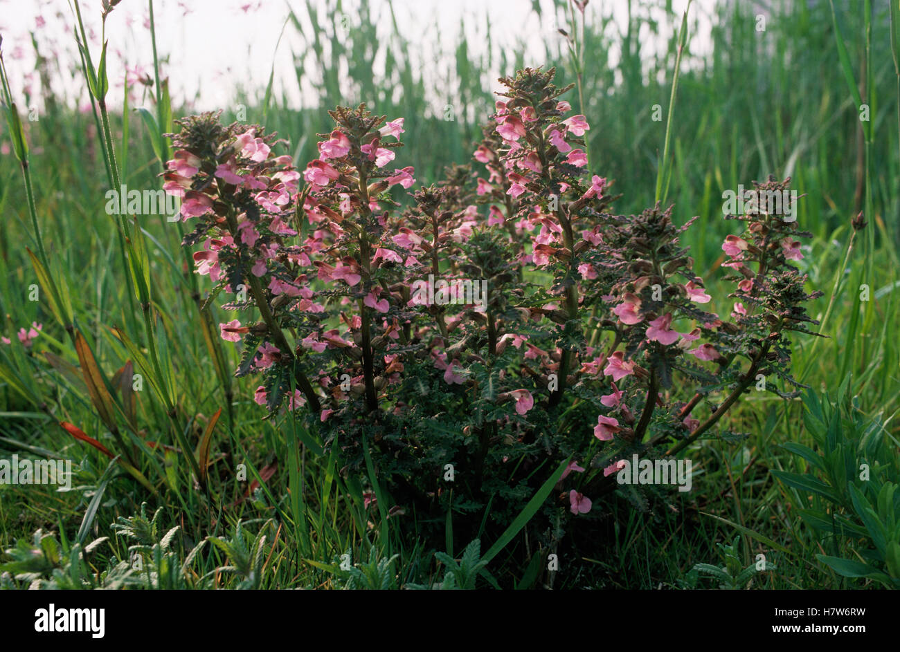 Marsh Lousewort (Pedicularis palustris) flowering Stock Photo - Alamy