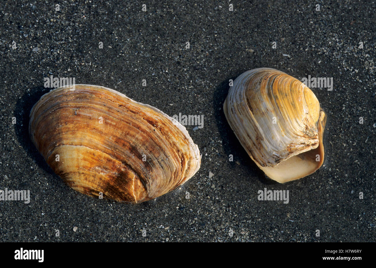 Blunt Gaper (Mya truncata) shells on beach Stock Photo - Alamy