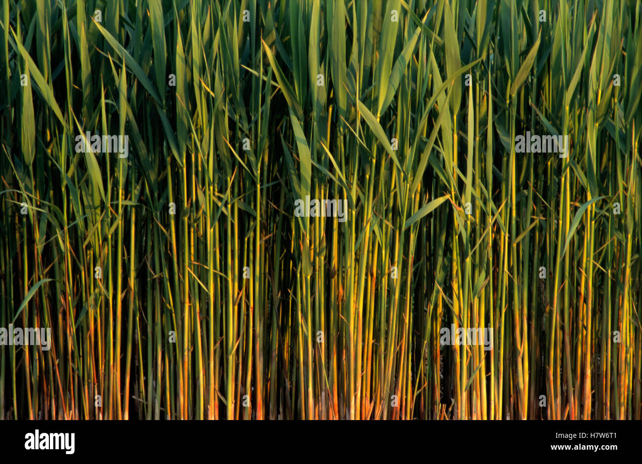 Common Reed (Phragmites australis) group Stock Photo - Alamy