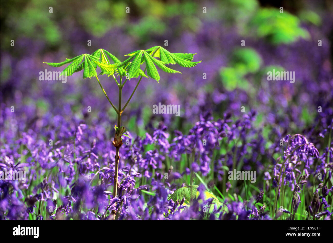 Horse Chestnut (Aesculus hippocastanum) sapling growing amid bluebells ...