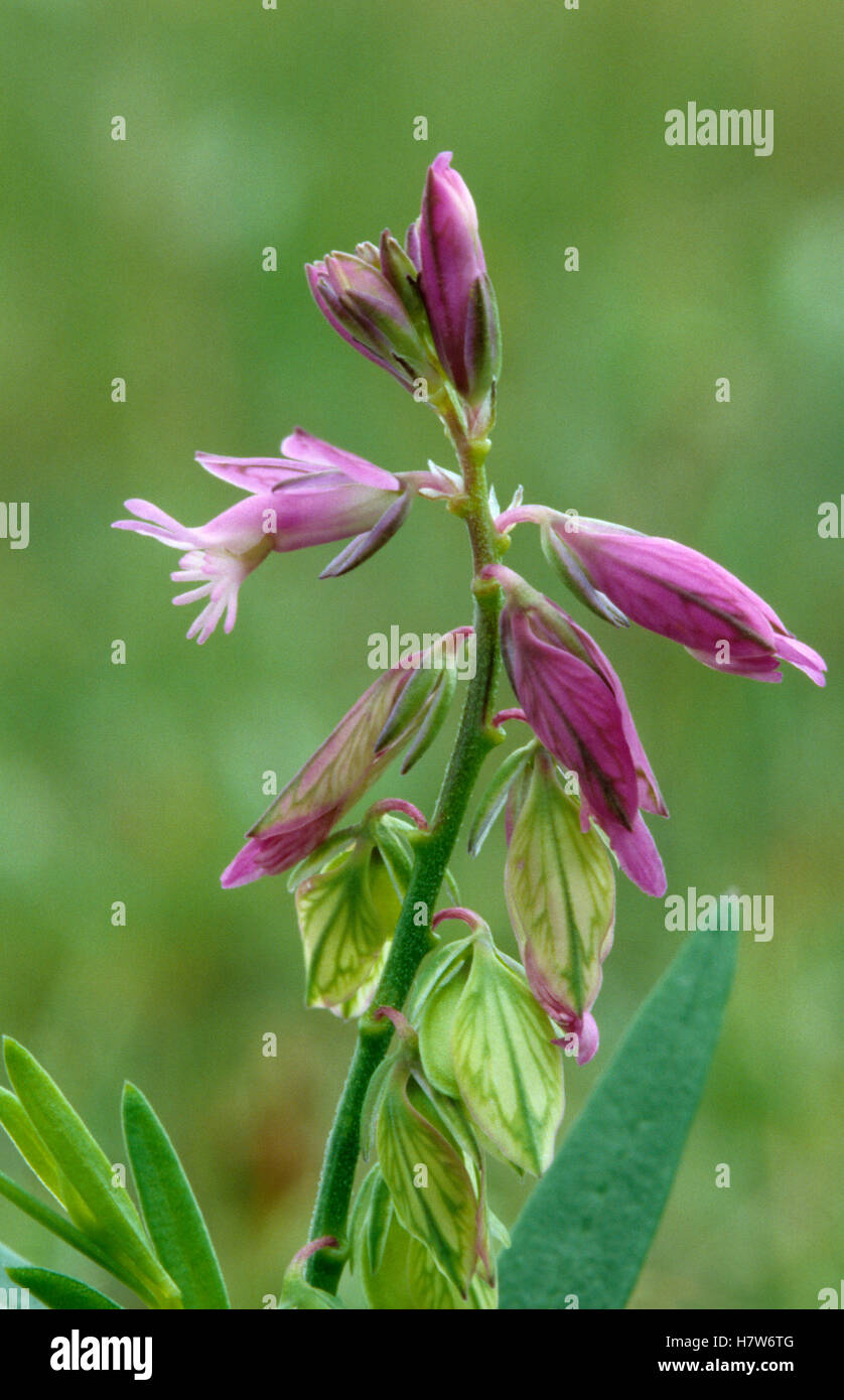 Common Milkwort (Polygala vulgaris) flowering Stock Photo - Alamy
