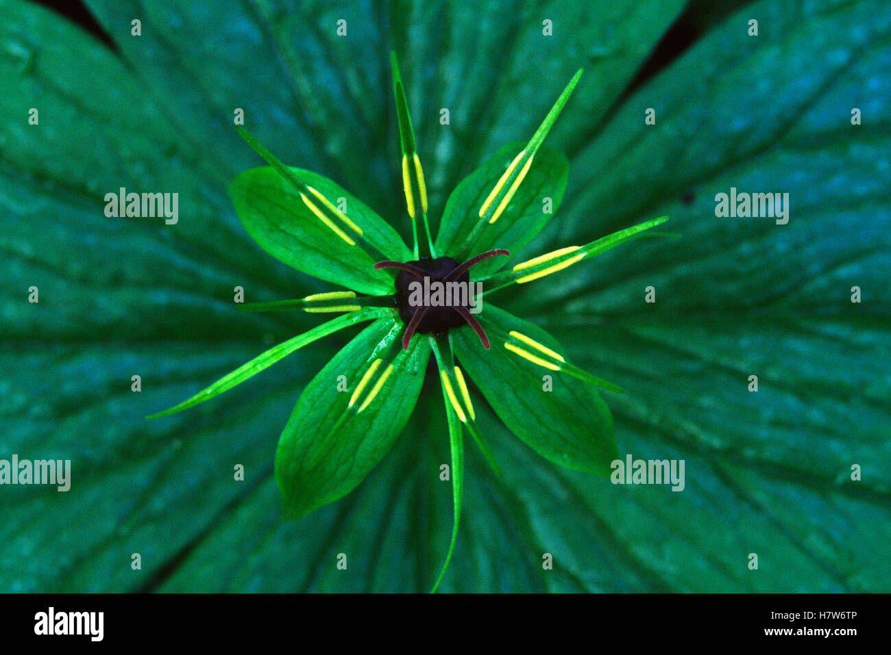 Herb Paris (Paris quadrifolia) close up, medicinal plant Stock Photo ...
