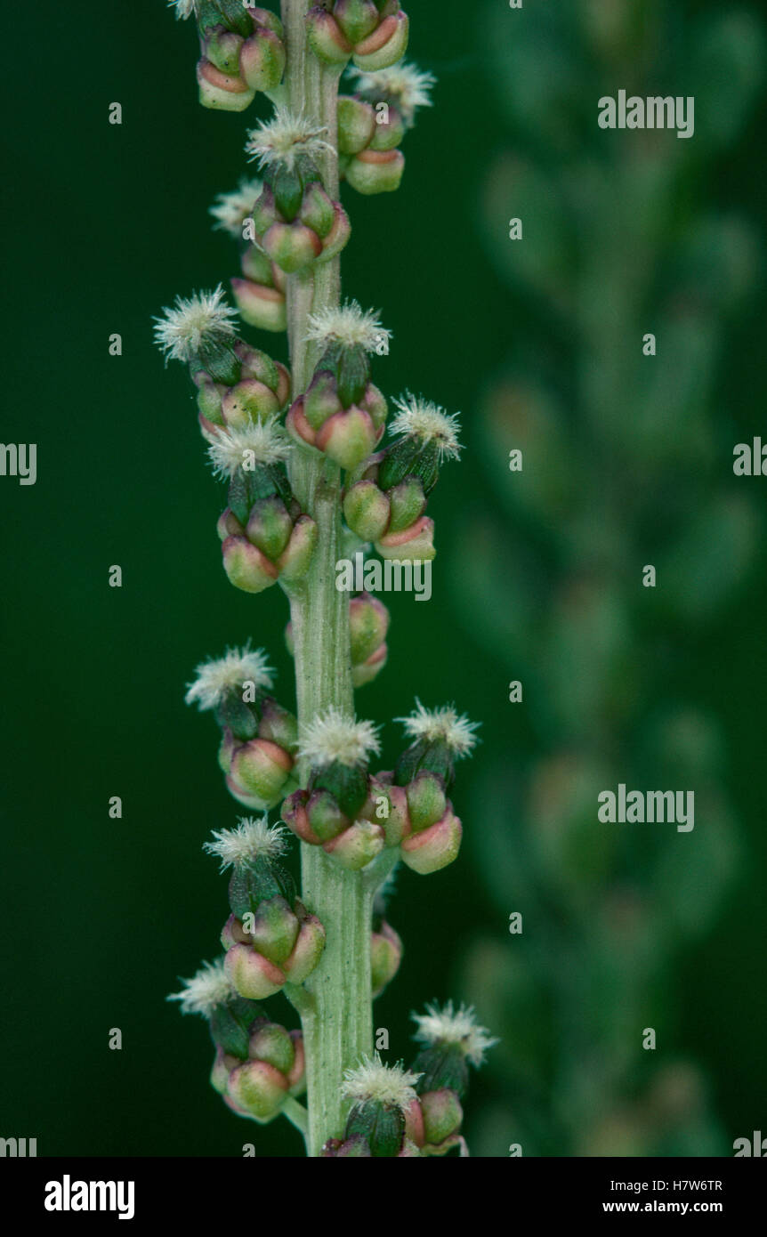 Sea Arrowgrass (Triglochin maritima) close up Stock Photo - Alamy