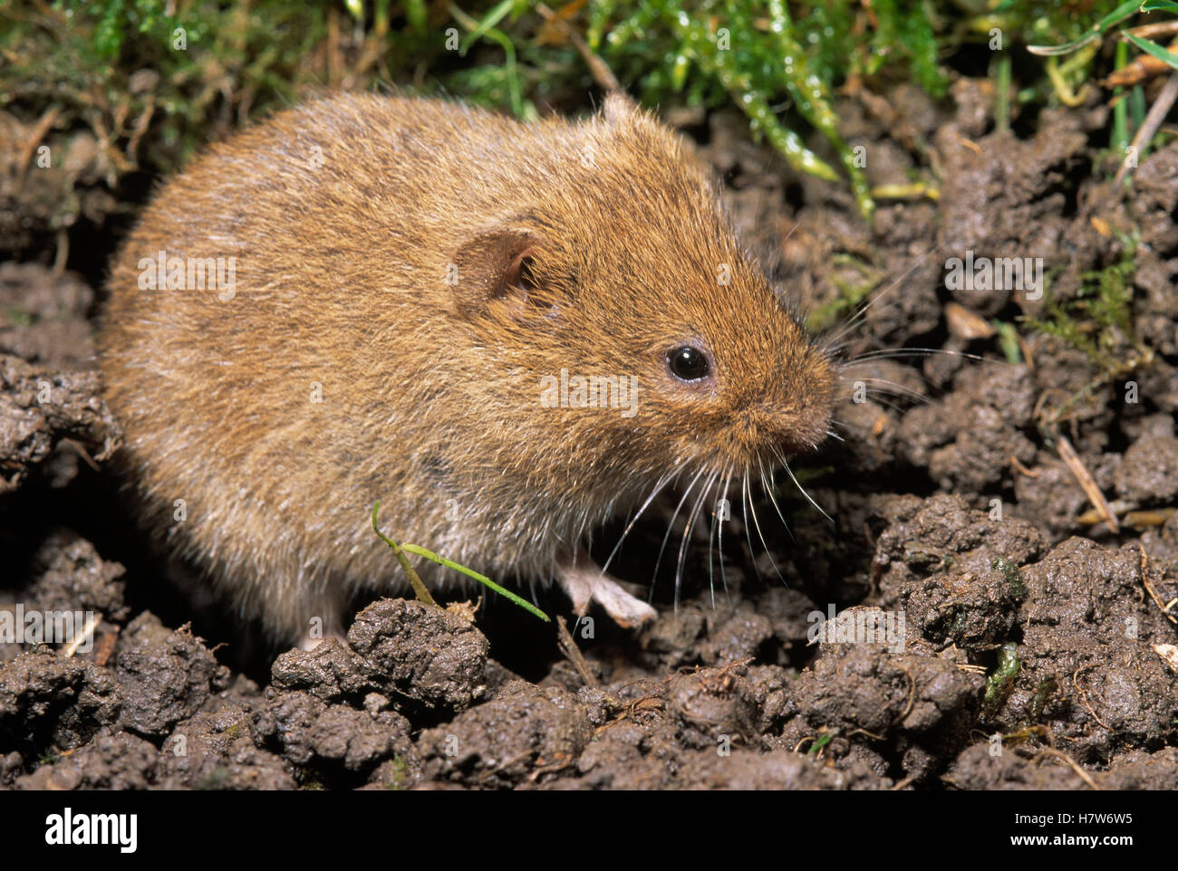 Common Vole (Microtus arvalis) foraging in mud, Europe Stock Photo - Alamy