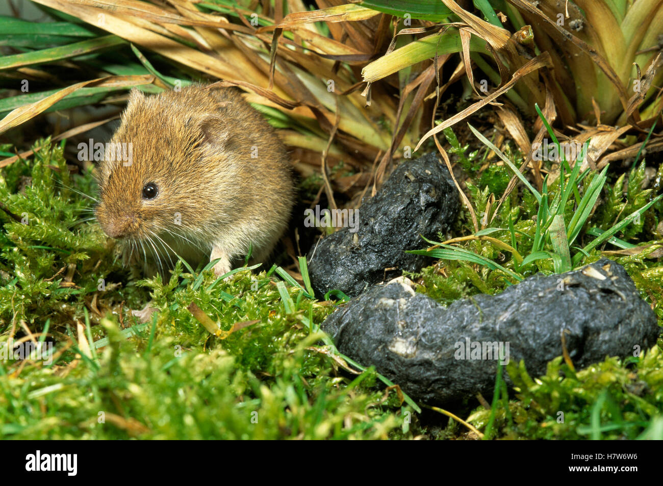 Common Vole (Microtus arvalis) foraging Stock Photo - Alamy
