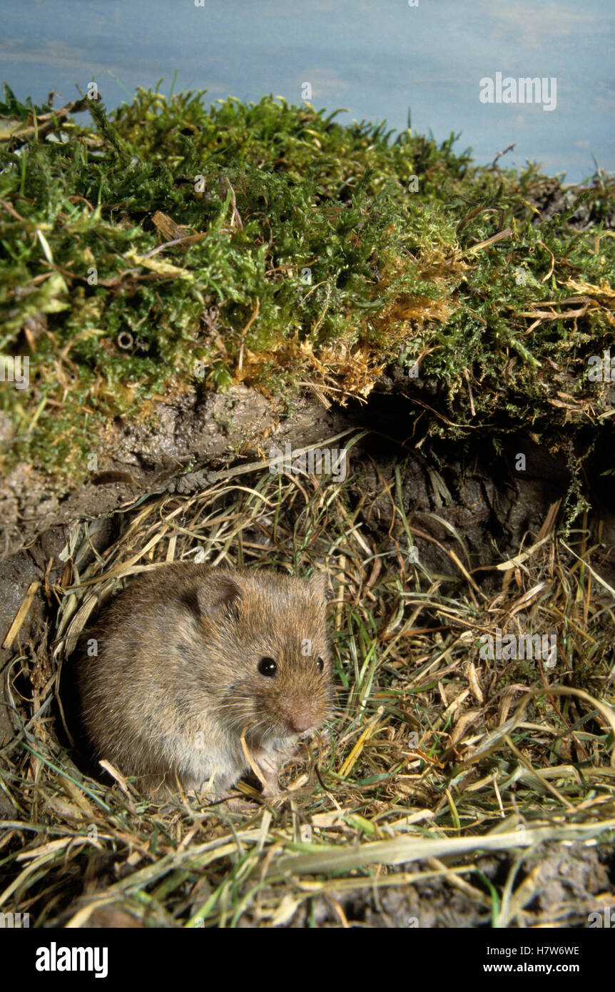 Common Vole (Microtus arvalis) in hole Stock Photo - Alamy