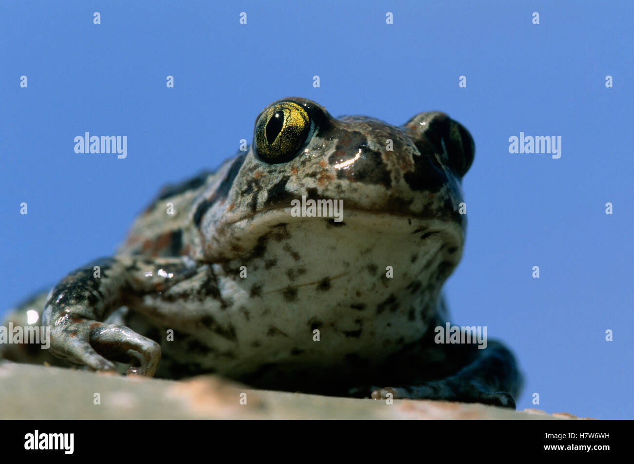 Common Spadefoot (Pelobates fuscus) toad Stock Photo - Alamy