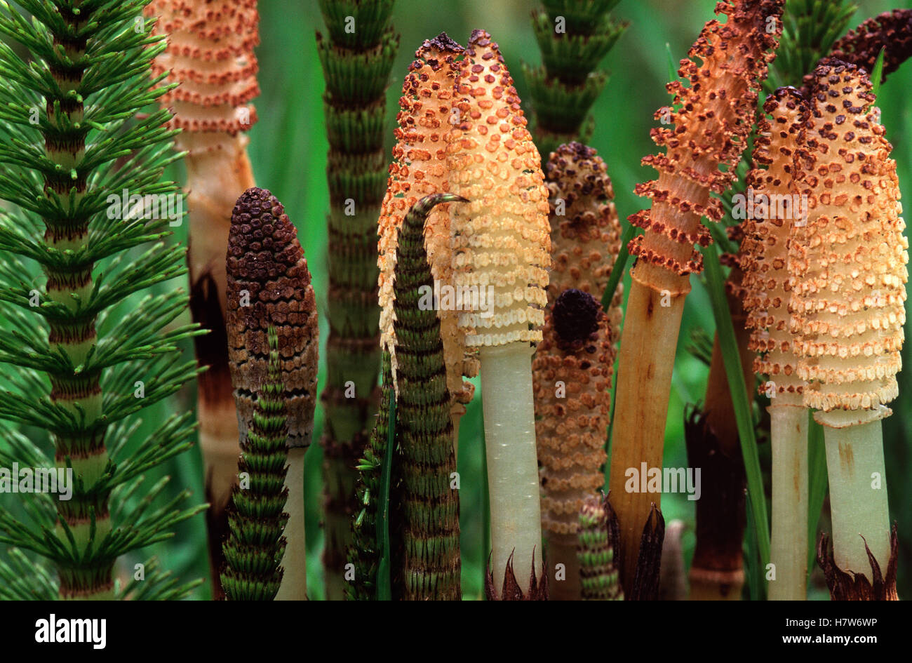 Horsetail (Equisetum sp) spore cones Stock Photo - Alamy
