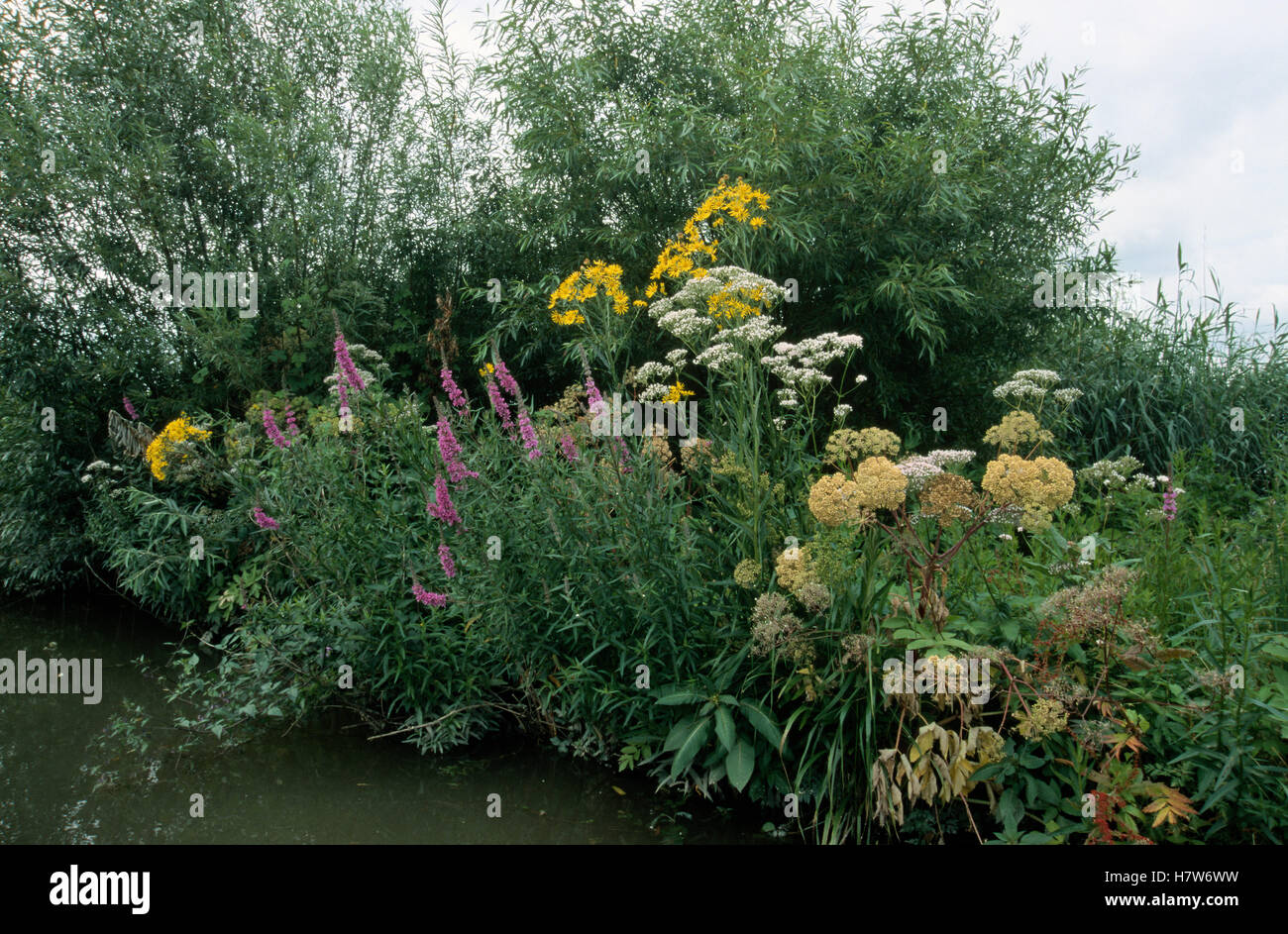 Flowering creekside vegetation, the Biesbosch, Netherlands Stock Photo ...