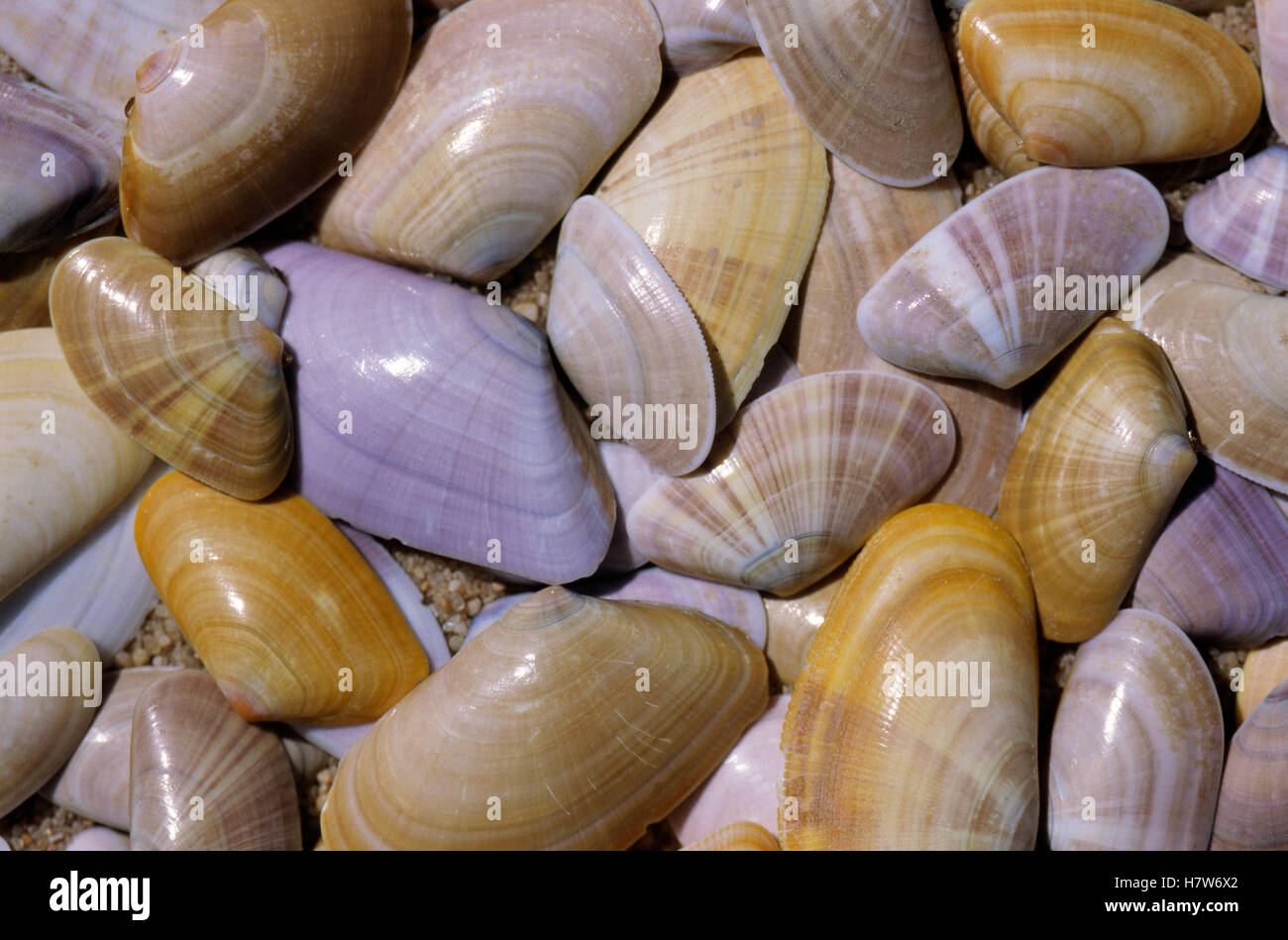 Banded Wedge Shell (Donax vittatus) shell arrangement Stock Photo - Alamy