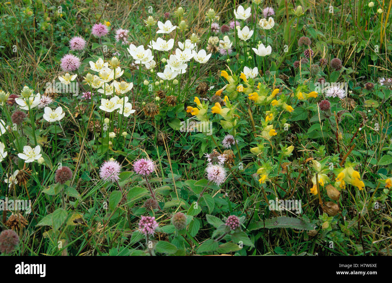 Parnassus Grass (Parnassia palustris) flowering Stock Photo - Alamy