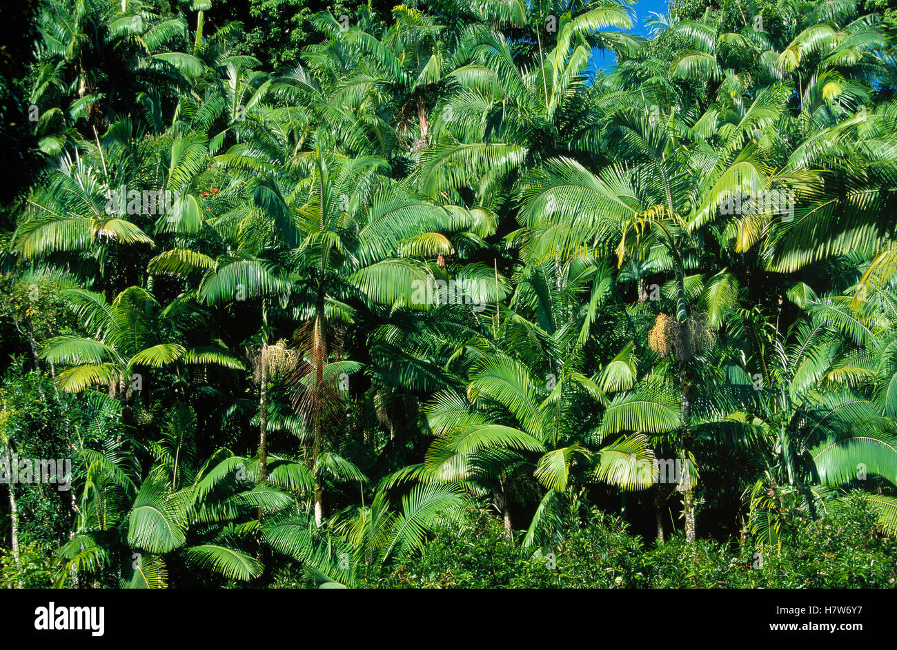 Alexandra Palm (Archontophoenix alexandrae) forest, Hawaii Stock Photo ...