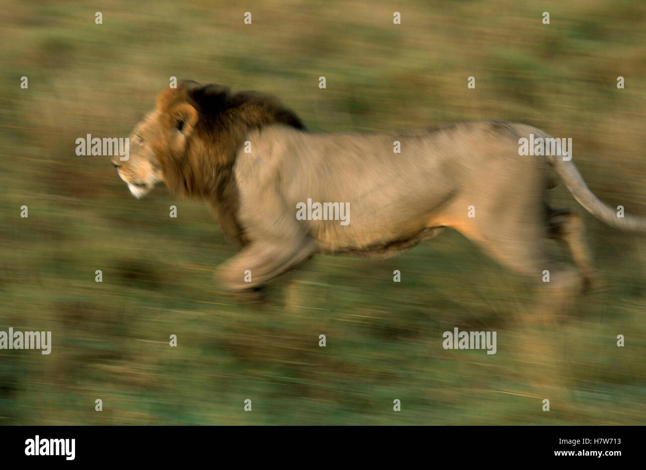 African Lion (Panthera leo) male running, Africa Stock Photo - Alamy