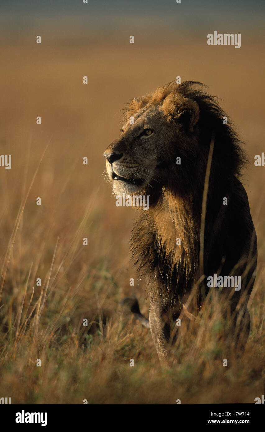 African Lion (Panthera leo), Africa Stock Photo - Alamy