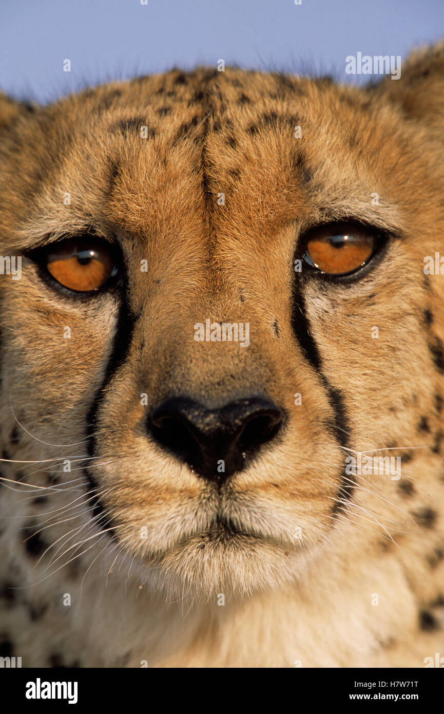 Cheetah (Acinonyx jubatus) close up of face showing 'tear mark' pattern ...