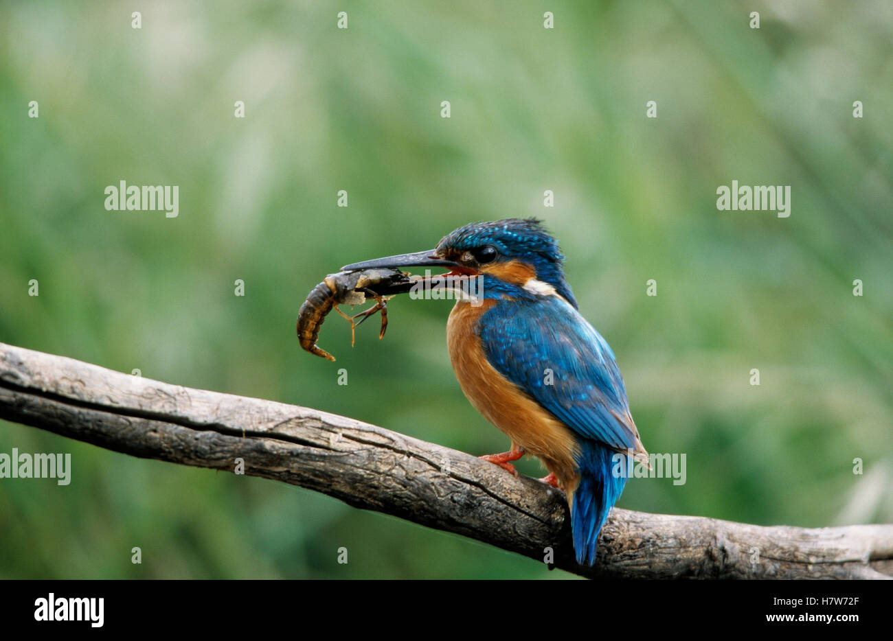 Common Kingfisher (Alcedo atthis) male with Crayfish prey, Europe Stock ...