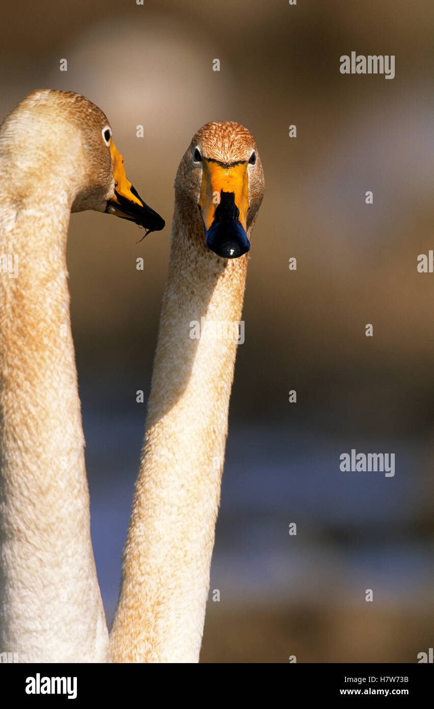 Whooper Swan (Cygnus cygnus) pair interacting, ranges in the palearctic ...