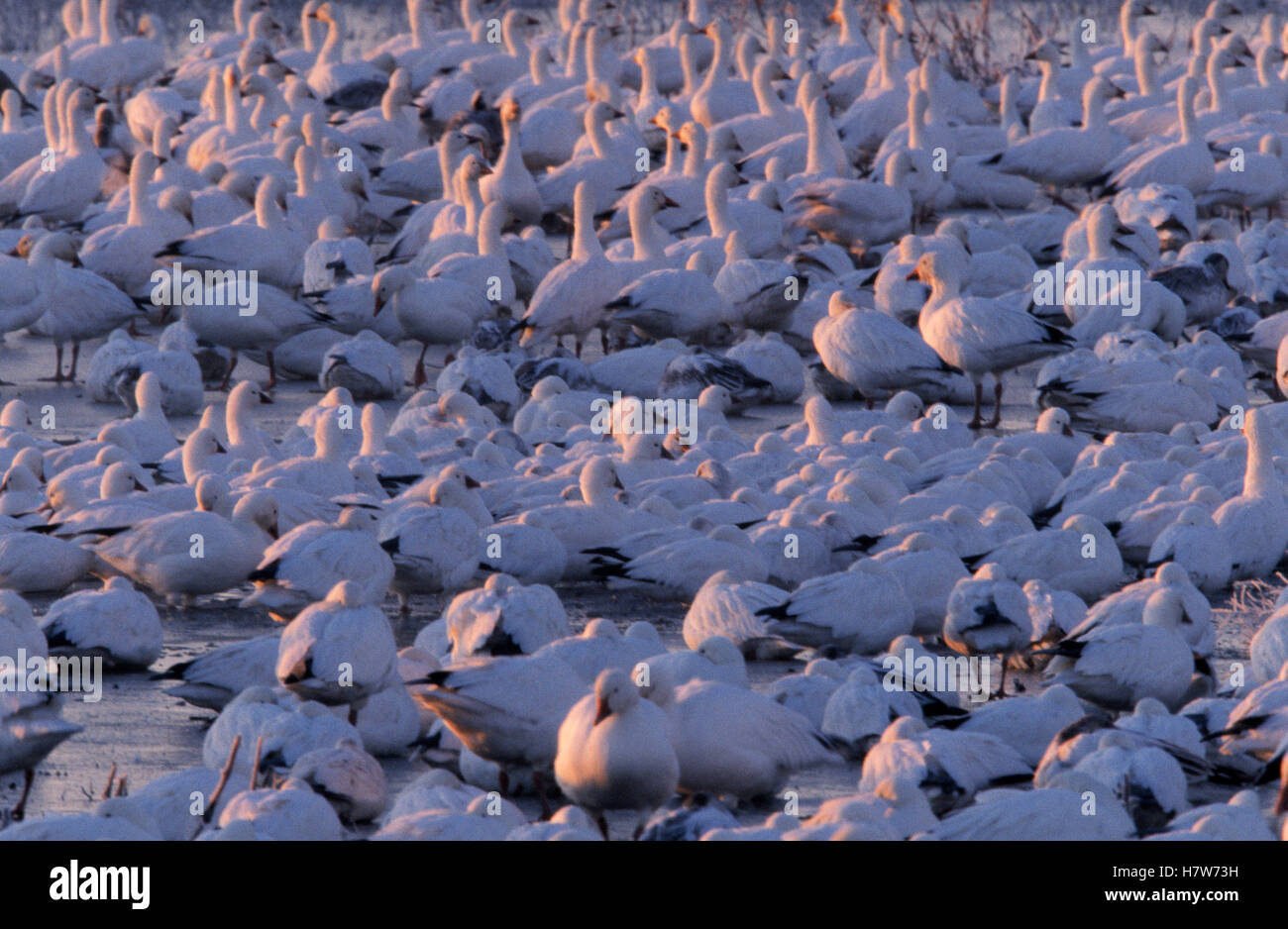 Ross' Goose (Chen rossii) flock at rest during migration, North America ...
