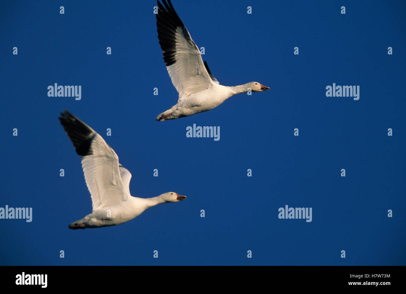 Snow Goose (Chen caerulescens) pair flying during migration, North ...