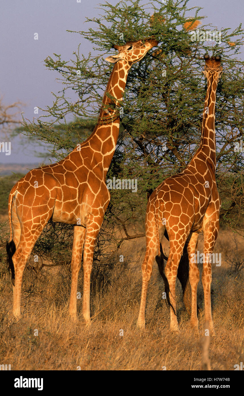 Reticulated Giraffe (Giraffa camelopardalis reticulata) pair browsing ...