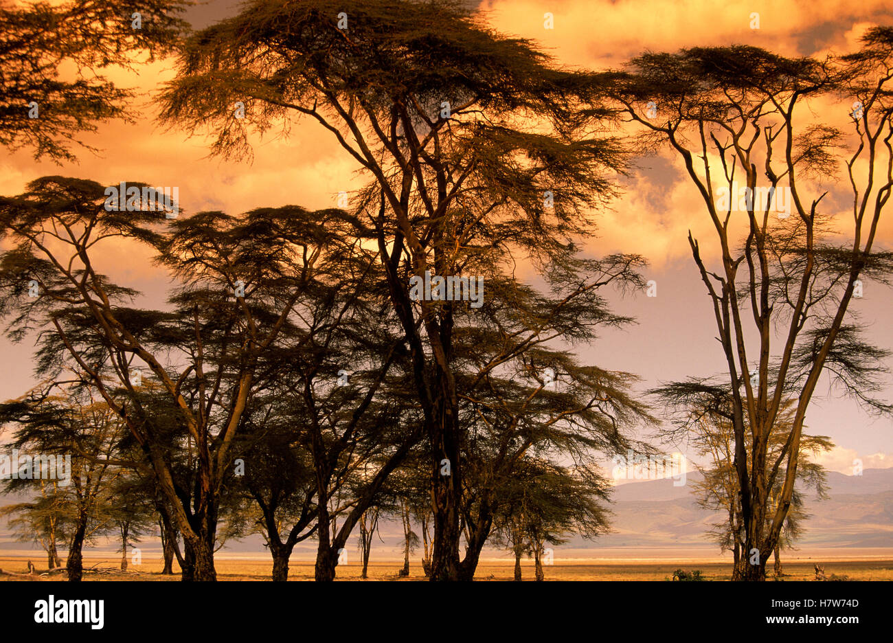 Fever Tree (Acacia xanthophloea) grove at sunset, Africa Stock Photo ...