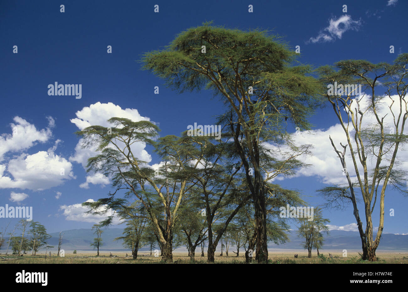 Fever Tree (Acacia xanthophloea) grove and clouds, Africa Stock Photo ...
