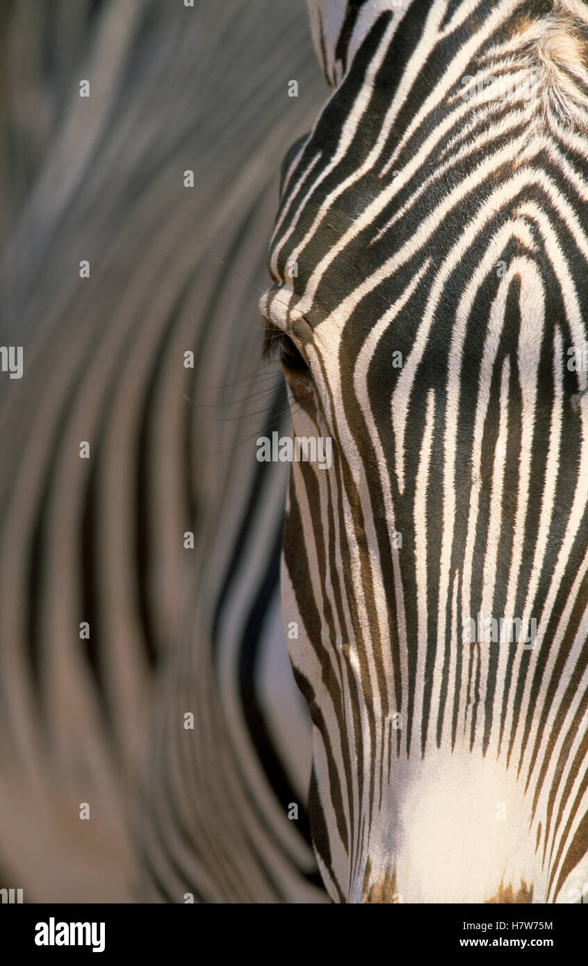 Grevy's Zebra (Equus grevyi) close up, Africa Stock Photo - Alamy