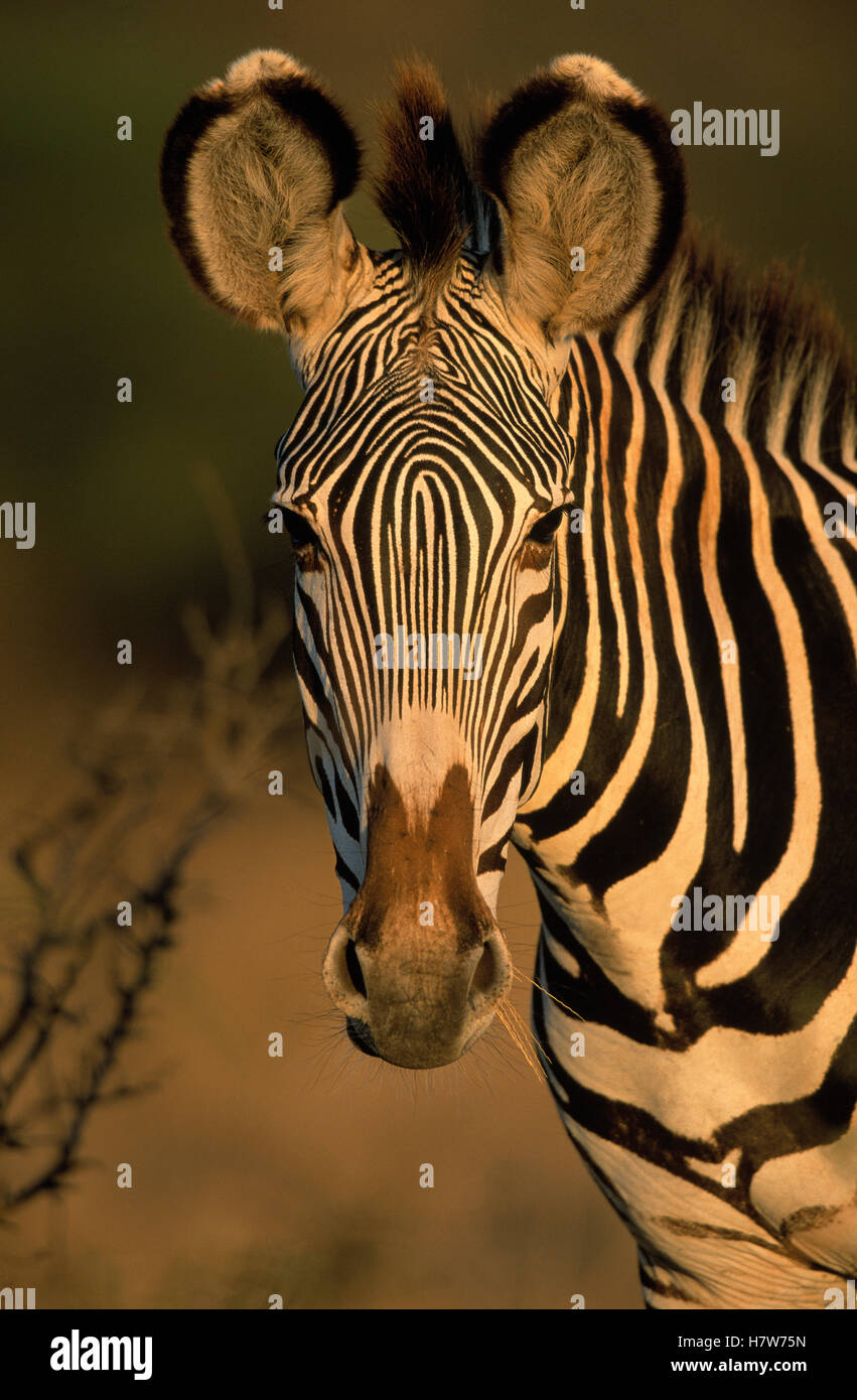 Grevy's Zebra (Equus grevyi) portrait, Africa Stock Photo - Alamy