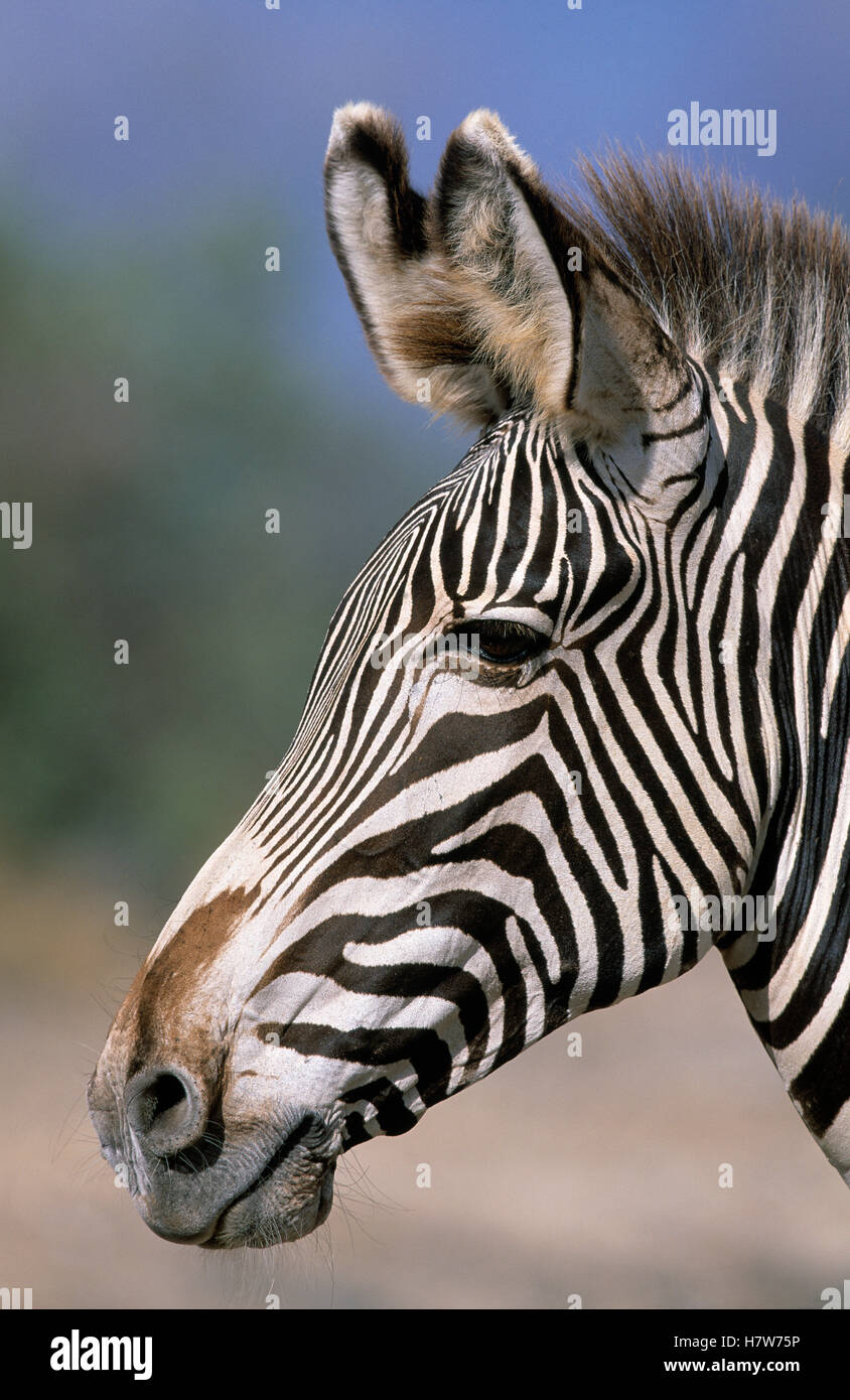 Grevy's Zebra (Equus grevyi) portrait, Africa Stock Photo - Alamy