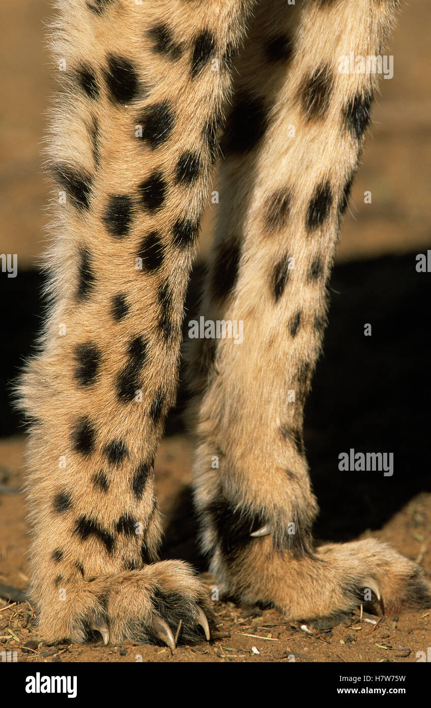 Cheetah (Acinonyx jubatus) legs of cheetah, Africa Stock Photo - Alamy