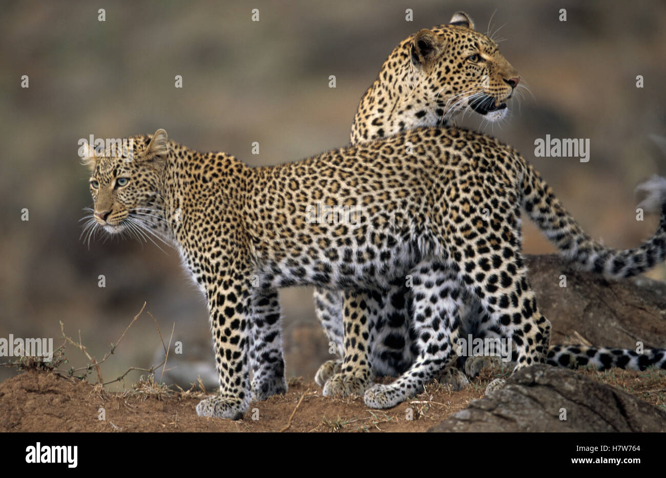 Leopard (Panthera pardus) adult and juvenile, Africa Stock Photo - Alamy
