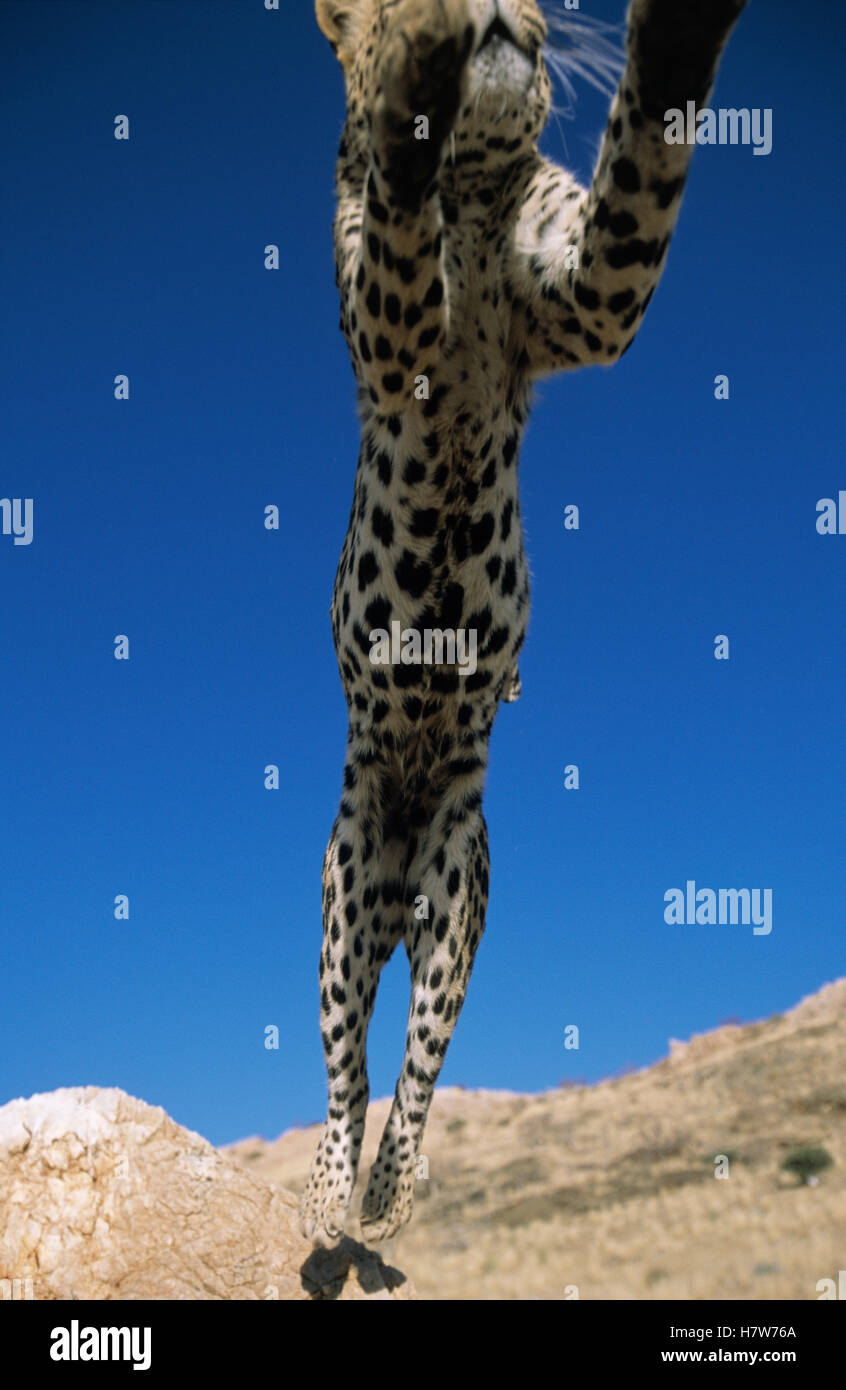 Leopard (Panthera pardus) leaping over photographer, Africa Stock Photo ...