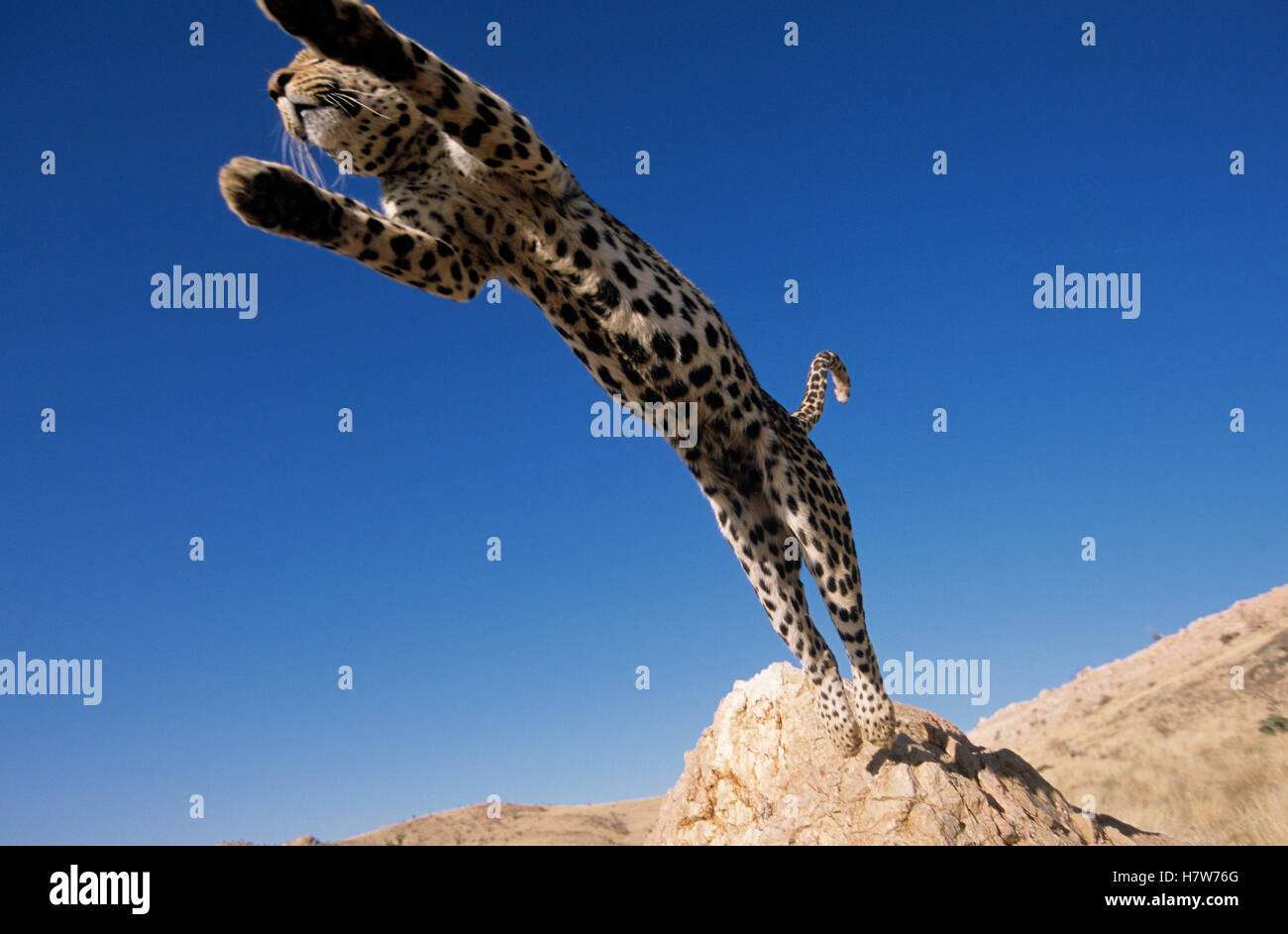Leopard (Panthera pardus) jumping, Africa Stock Photo - Alamy