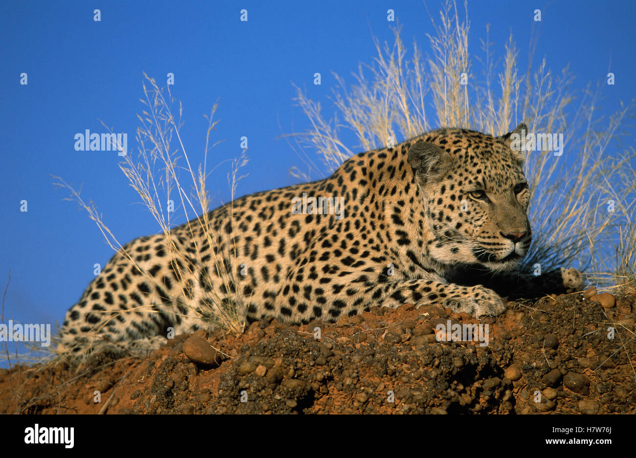 Leopard (Panthera pardus) reclining on rock, Africa Stock Photo - Alamy