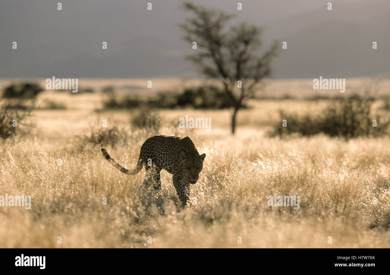 Leopard (Panthera pardus) on savannah, Africa Stock Photo - Alamy