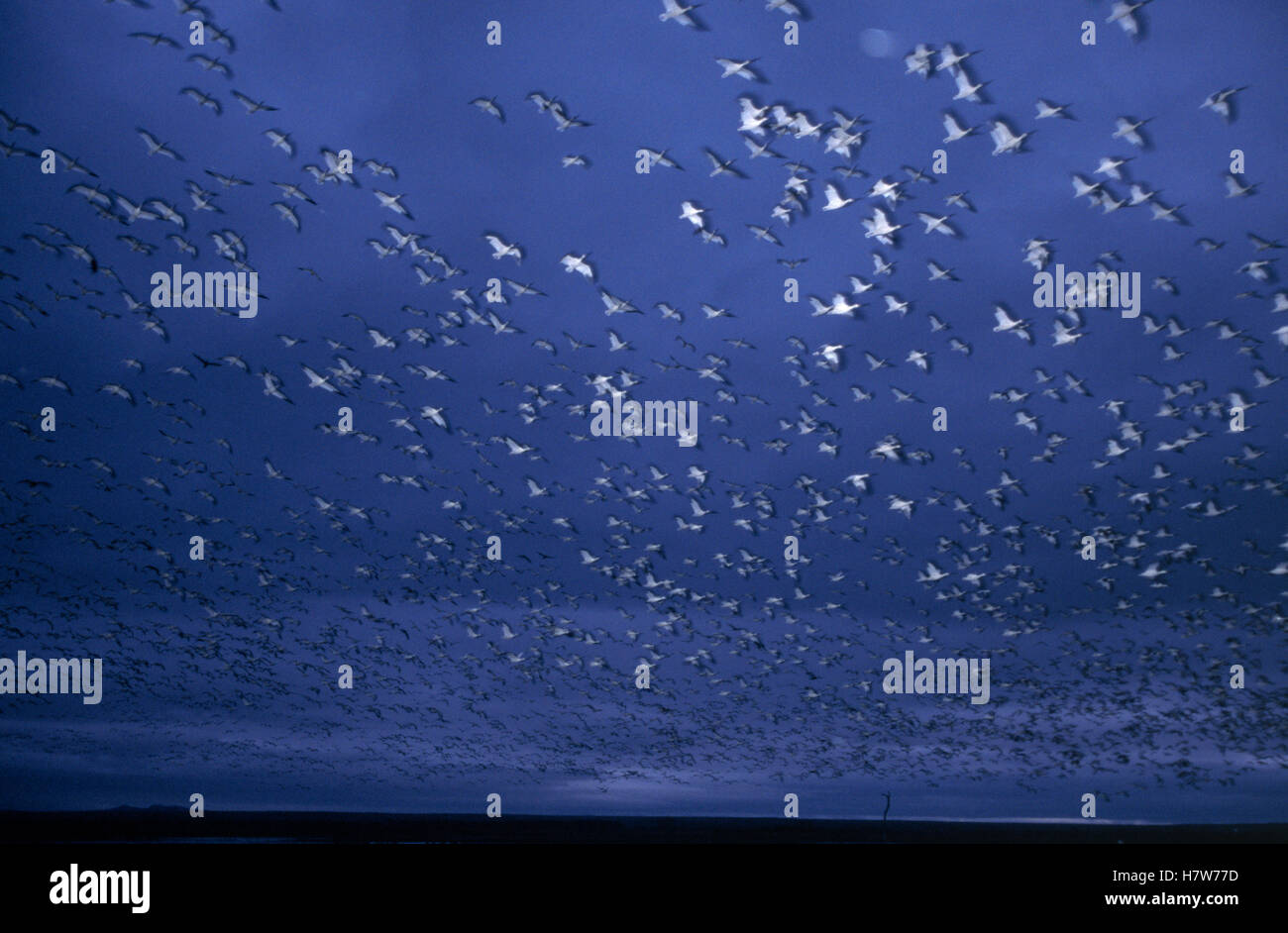 Snow Goose (Chen caerulescens) flock migrating at night, North America ...