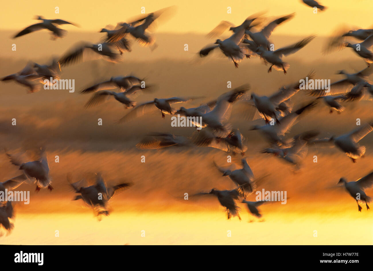 Snow Goose (Chen caerulescens) flock flying at sunset, North America ...