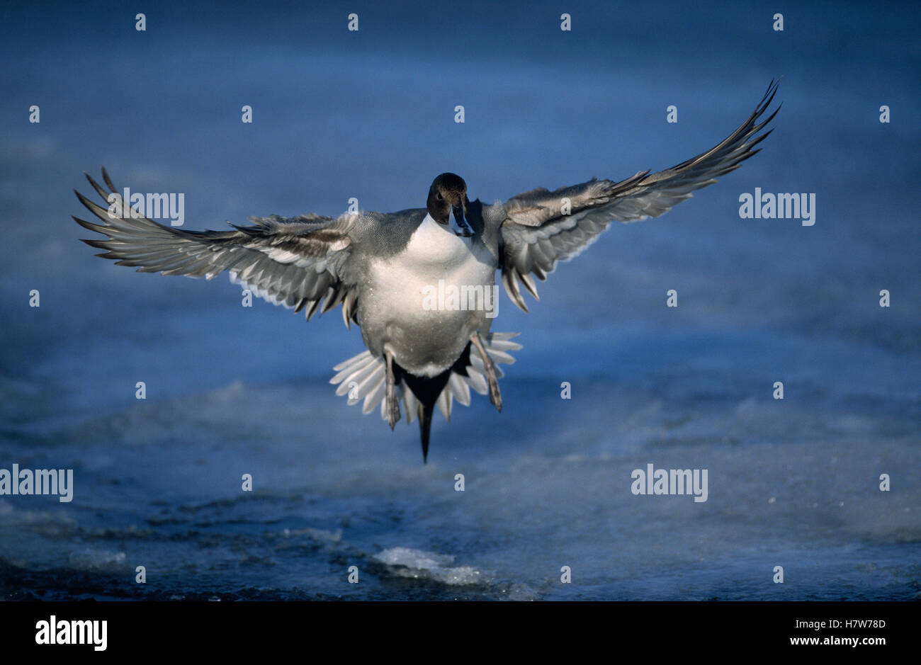 Northern Pintail (Anas acuta) male landing on frozen lake, native to ...
