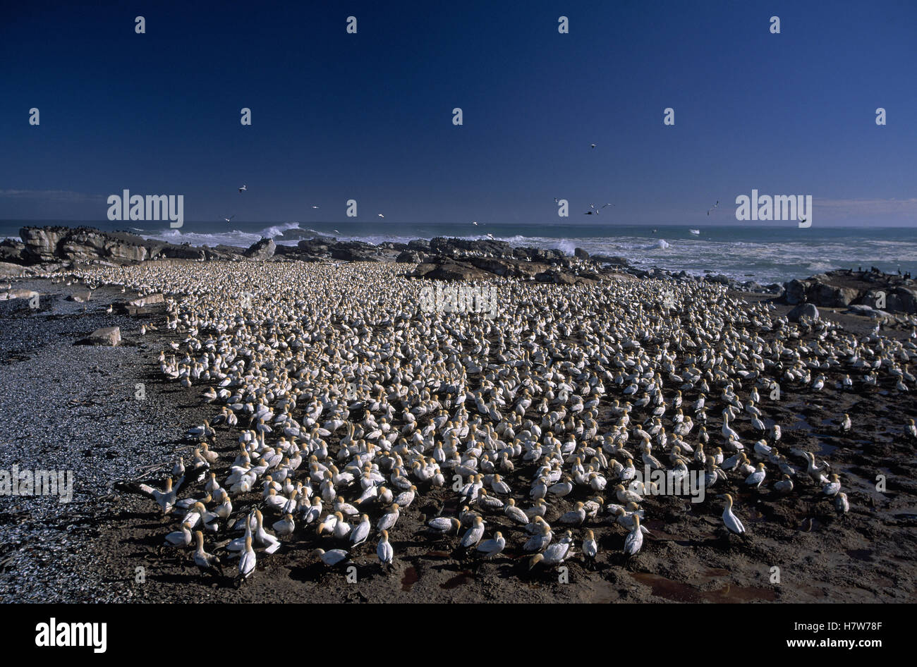 Cape Gannet (Morus capensis) colony at shoreline, South Africa Stock ...