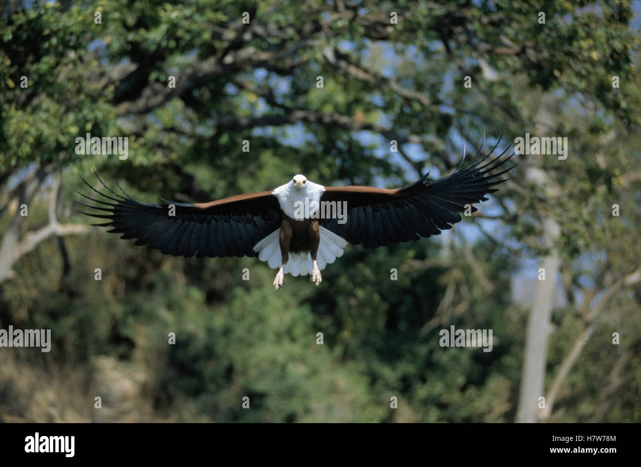 African Fish Eagle (Haliaeetus vocifer) flying, Africa Stock Photo - Alamy