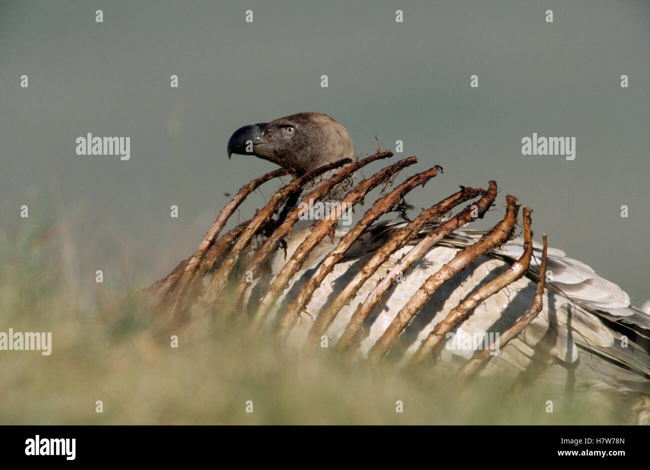 Cape Vulture (Gyps coprotheres) scavenging inside carcass Stock Photo ...