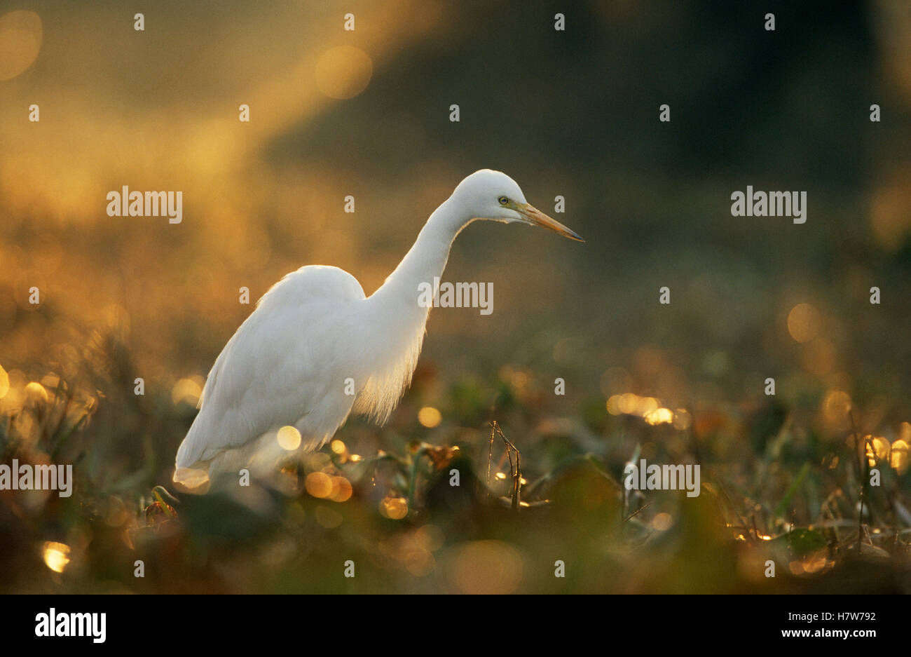 Intermediate Egret (Mesophoyx intermedia) back-lit in field, native to Asia and Australia Stock ...