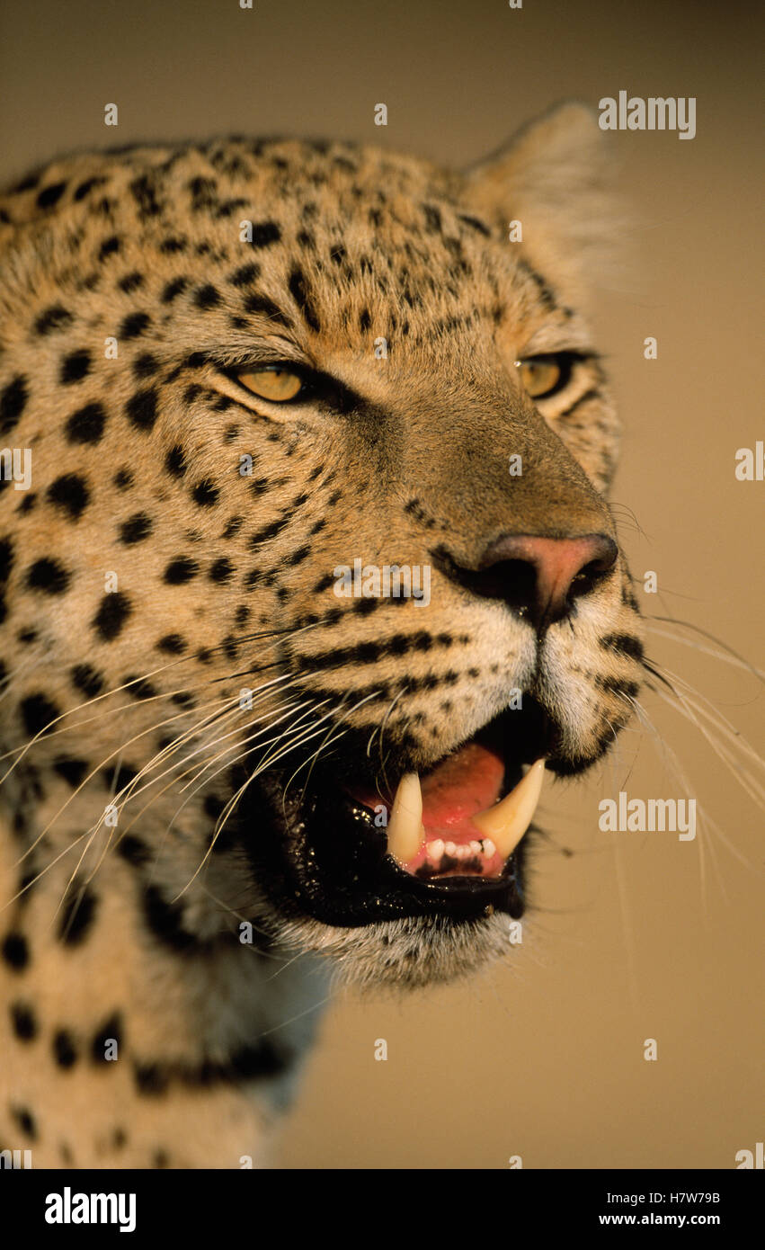 Leopard (Panthera pardus) portrait showing teeth, Africa Stock Photo - Alamy