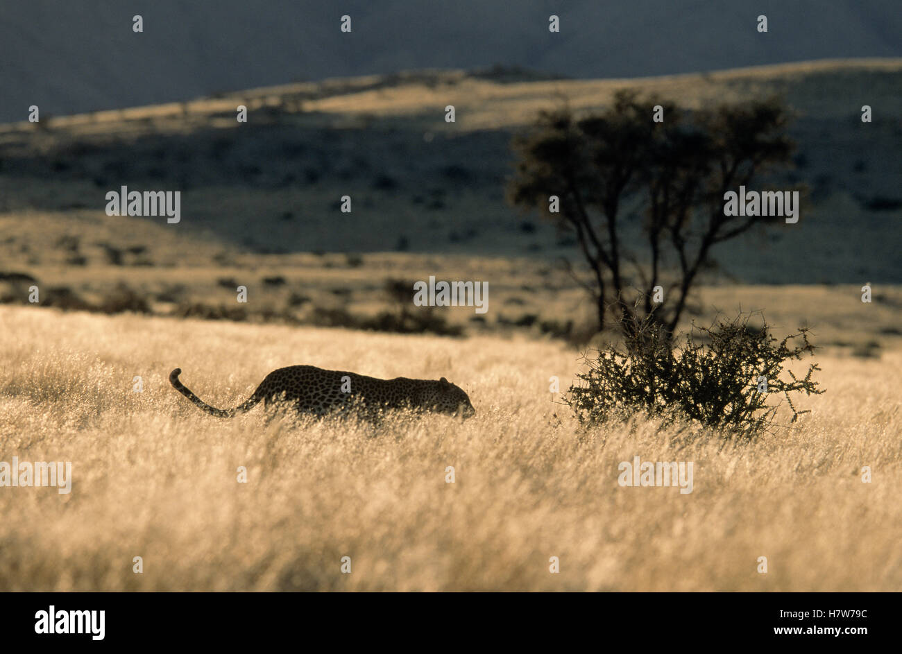Leopard (Panthera pardus) hunting, Africa Stock Photo - Alamy