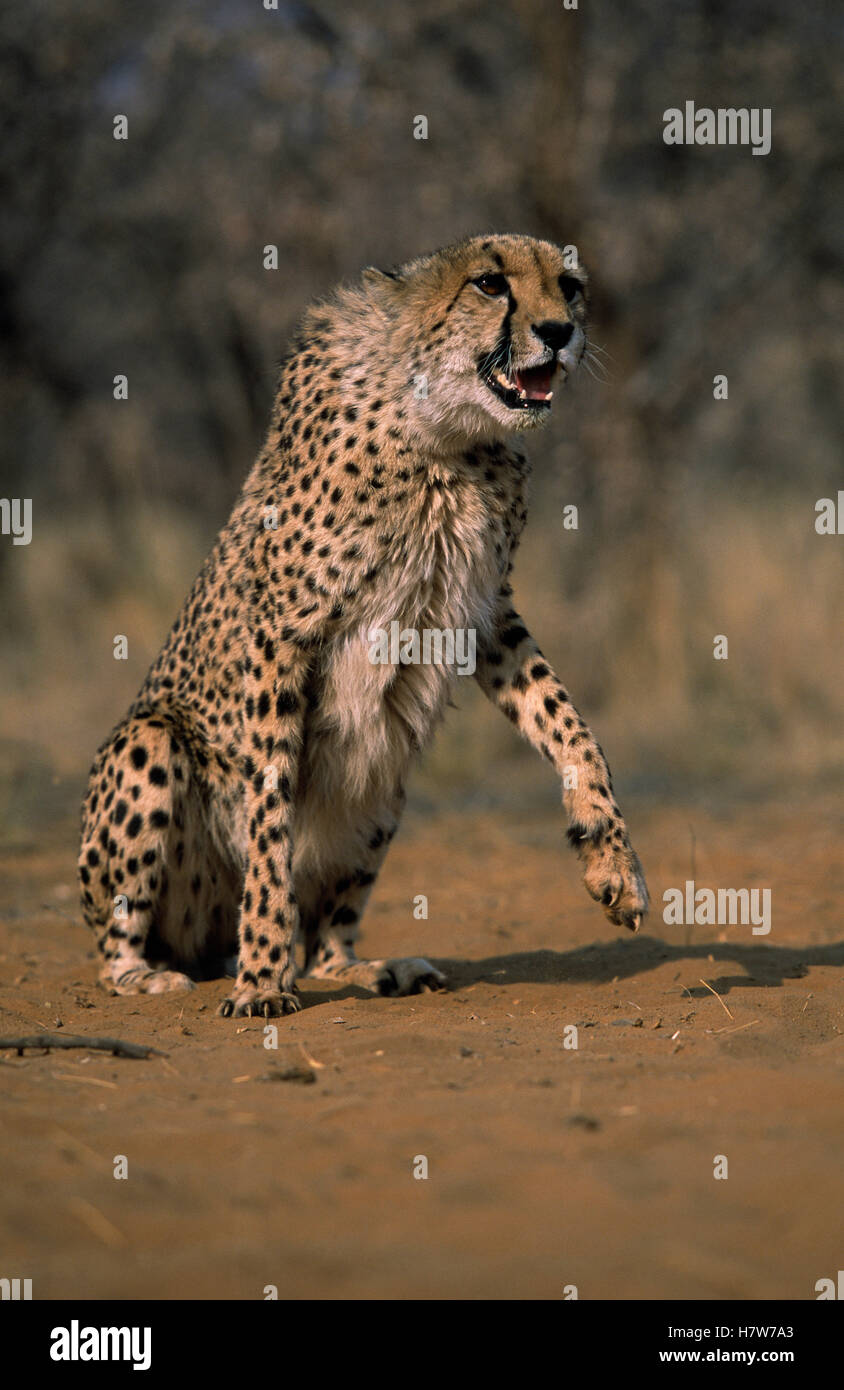 Cheetah (Acinonyx jubatus) in aggressive posture, Africa Stock Photo ...