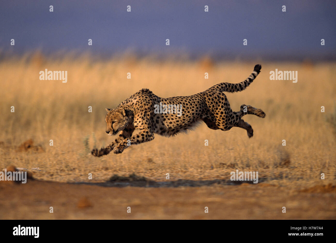 Cheetah (Acinonyx jubatus) in mid-stride, Africa Stock Photo - Alamy