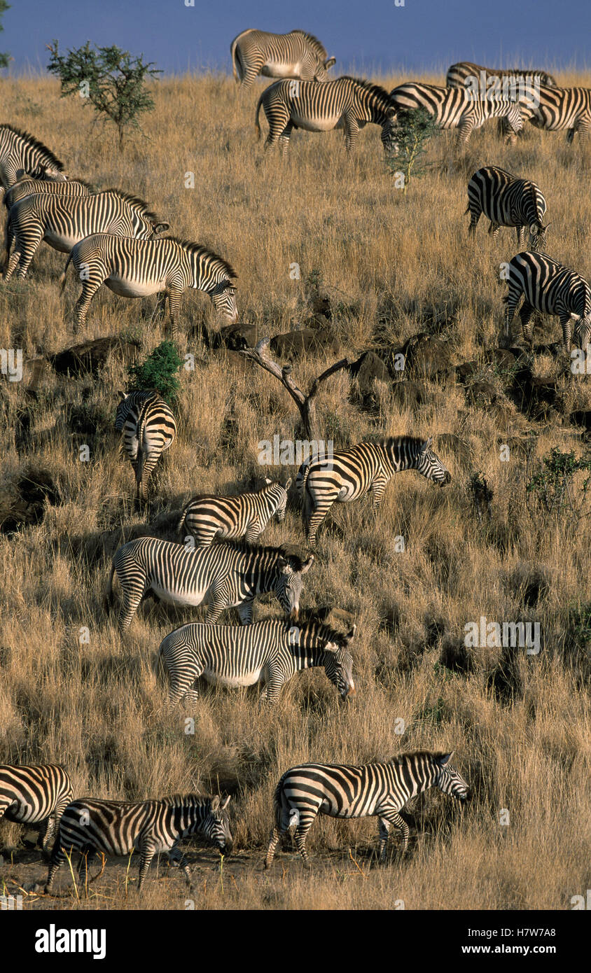 Grevy's Zebra (Equus grevyi) herd grazing on savannah, Africa Stock ...