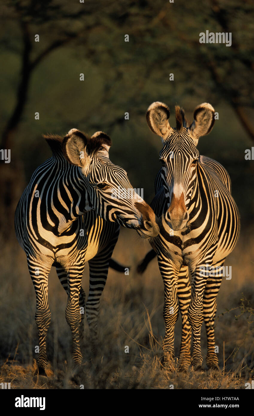 Grevy's Zebra (Equus grevyi) pair with one braying, Africa Stock Photo ...
