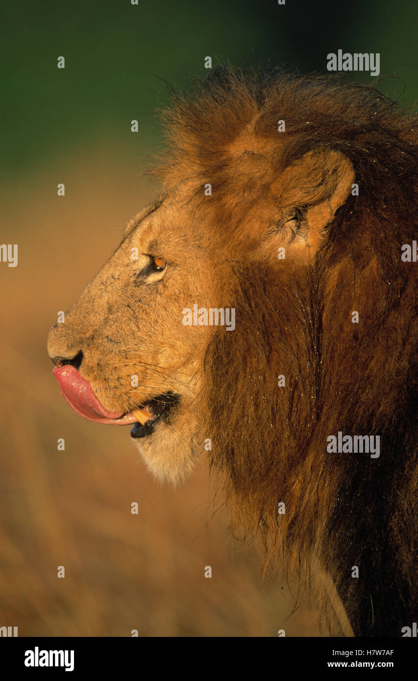 African Lion (Panthera leo) male licking lips, Africa Stock Photo - Alamy