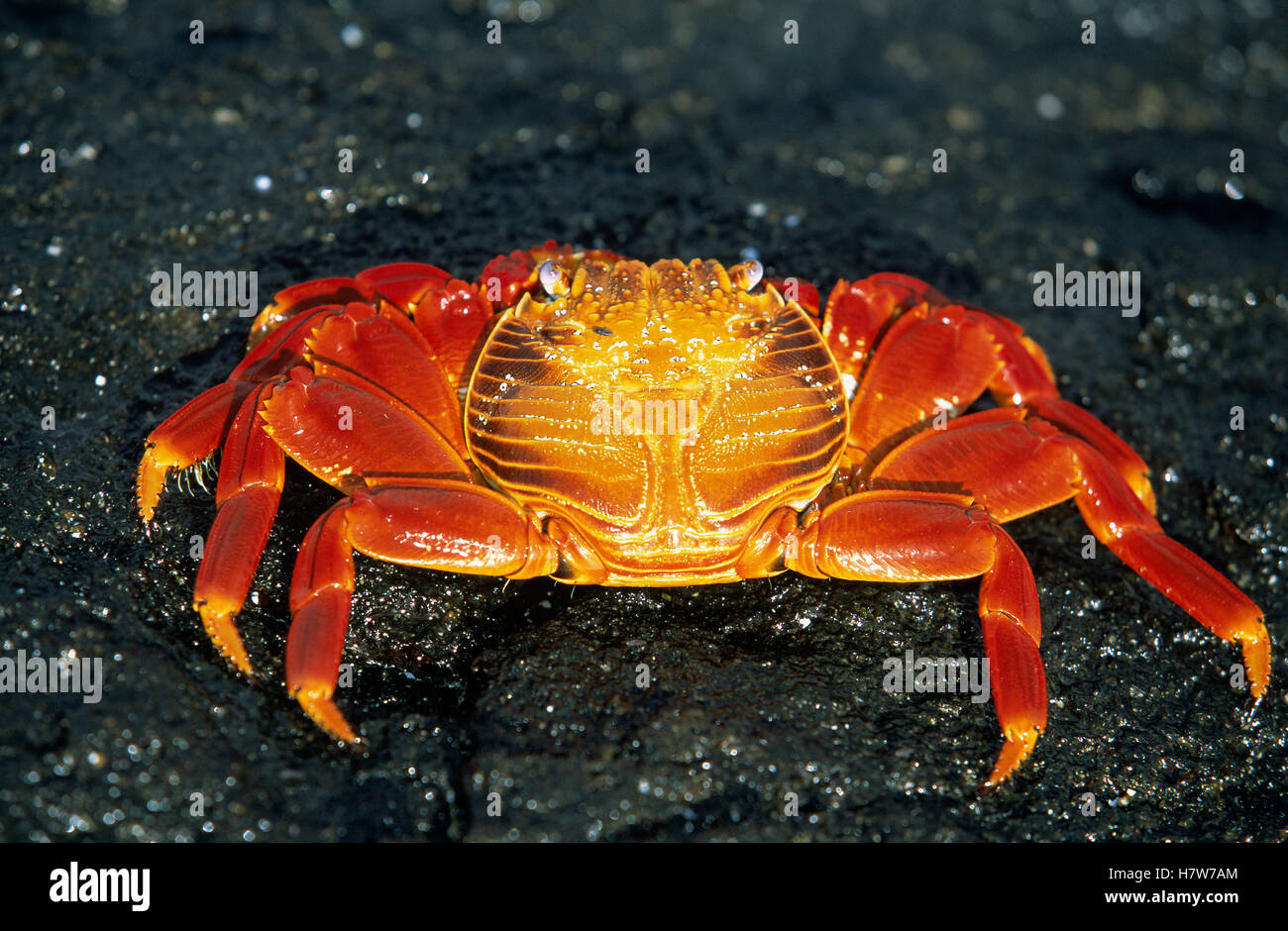 Sally Lightfoot Crab (Grapsus grapsus) close up portrait, Galapagos ...